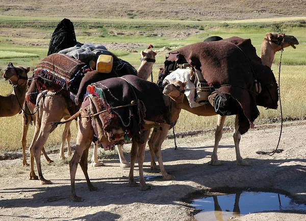 Chaghcharan Ghor Province Afghanistan Man Turban Beard Leads Camel ...