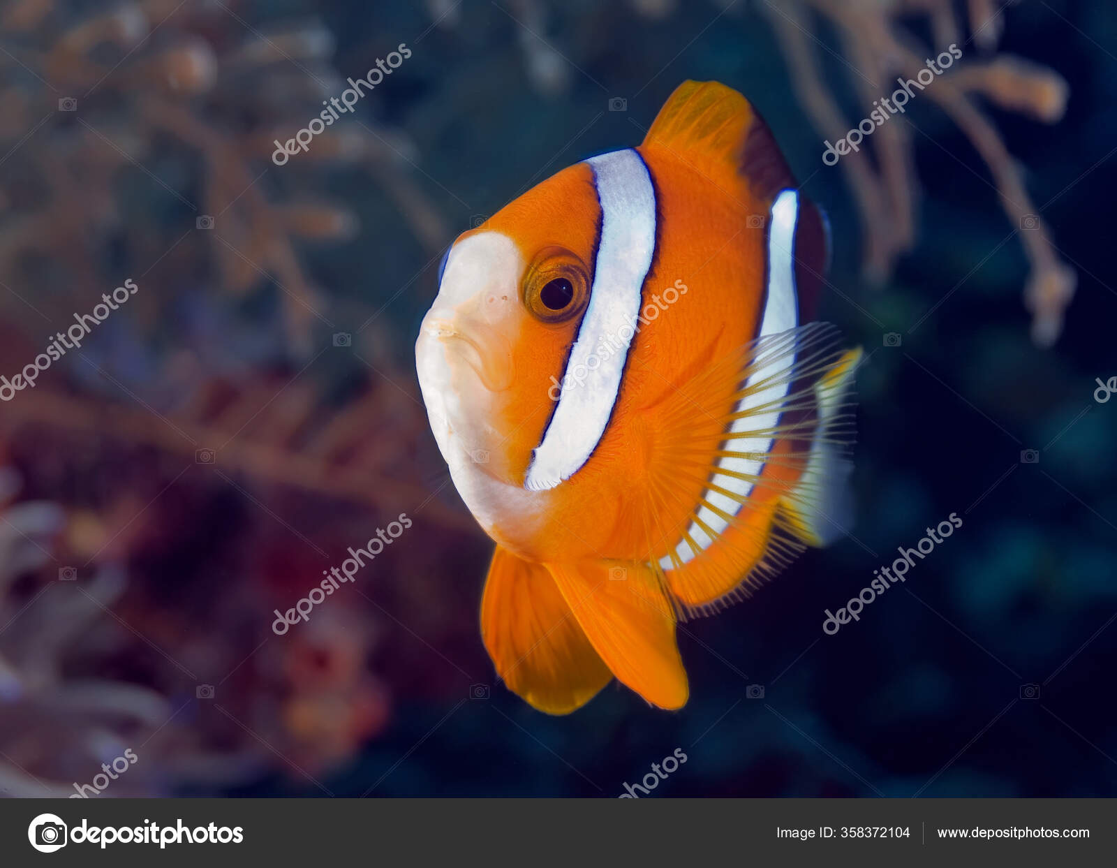 Clown Fish Swims Next Its Anemone She Glares Passing Divers — Stock ...