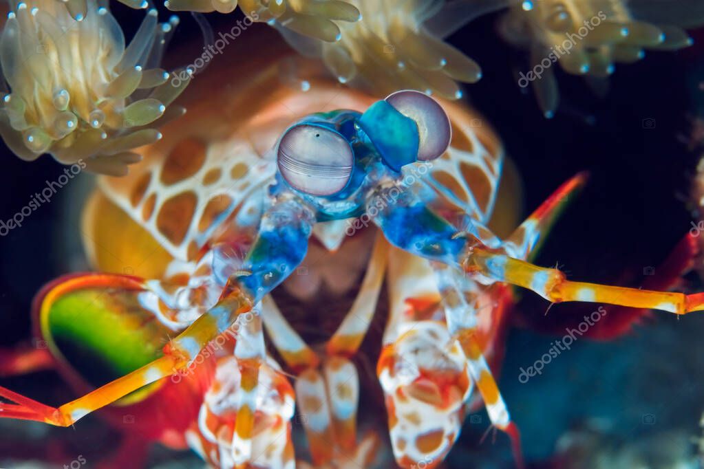 El pavo real mantis se arrastra fuera de su agujero. Esta especie es de ...