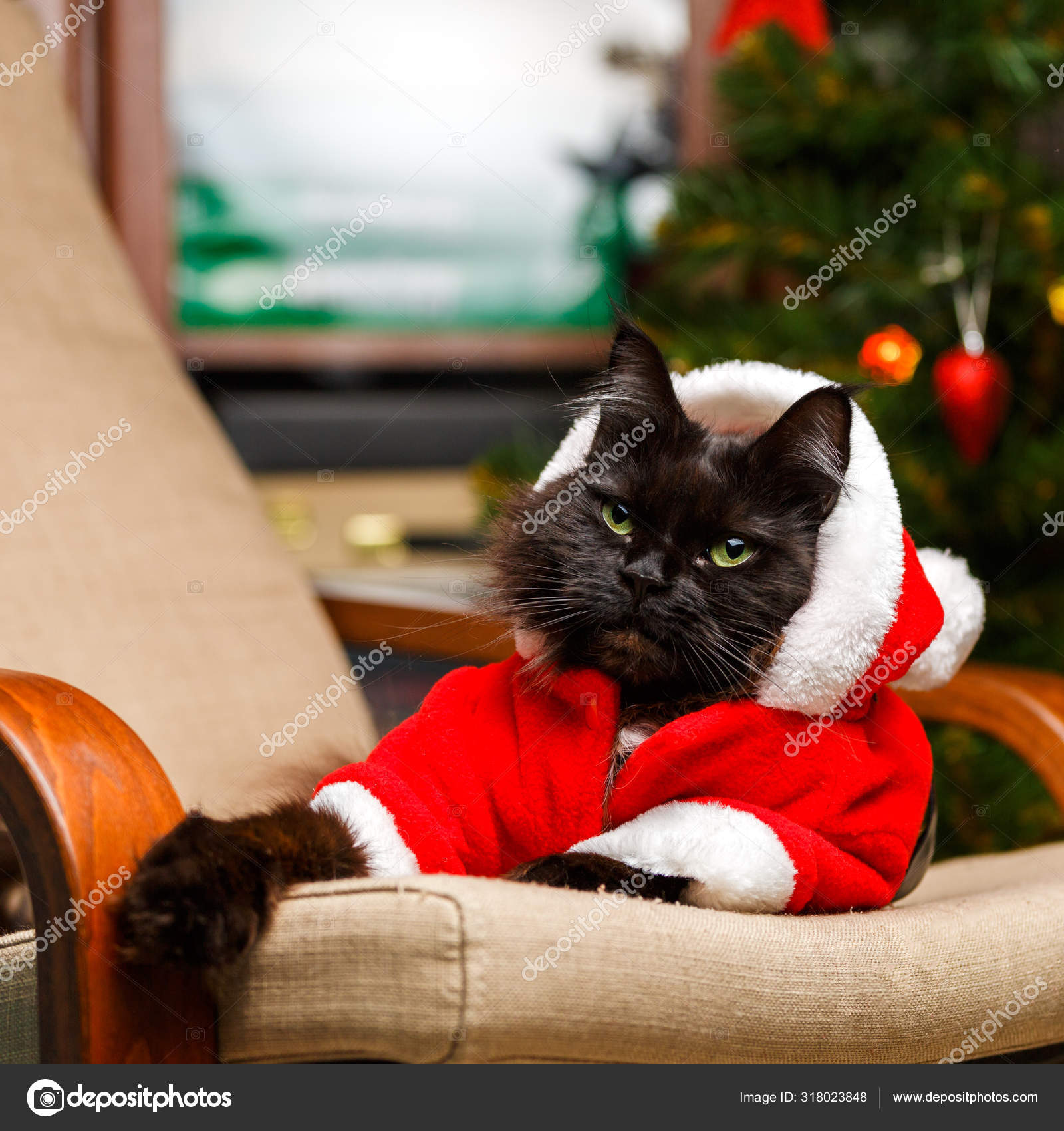 Festive Portrait Black Cat Santa Claus Costume Armchair Background