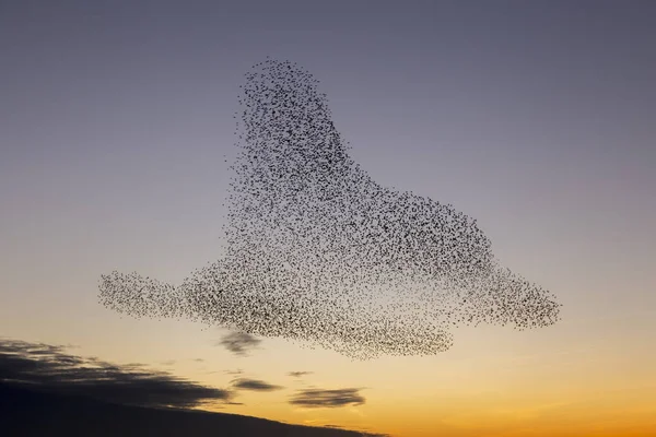 Starling Flock
