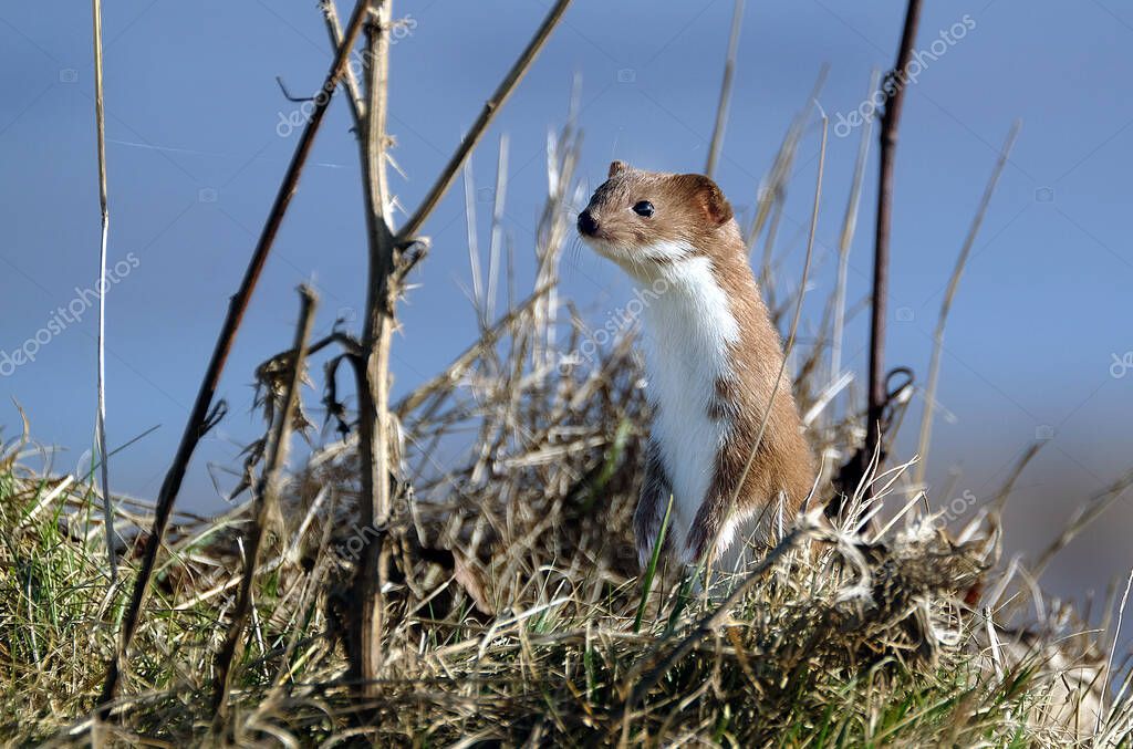 El estofado, también conocido como armiño, comadreja de cola corta o ...