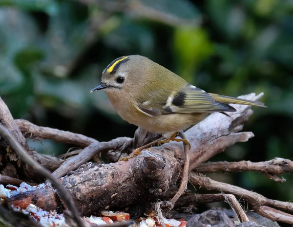The goldcrest is a very small passerine bird in the kinglet family. Its ...