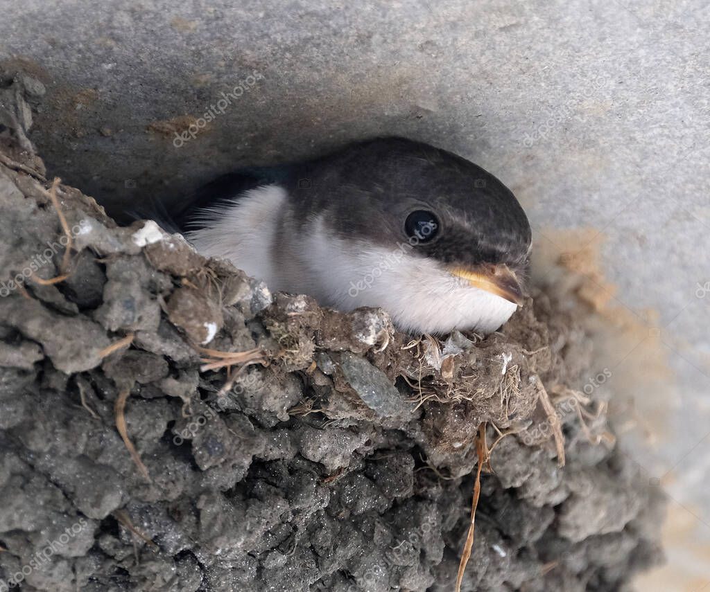 El pajarito común, a veces llamado el pajarito del norte o ...