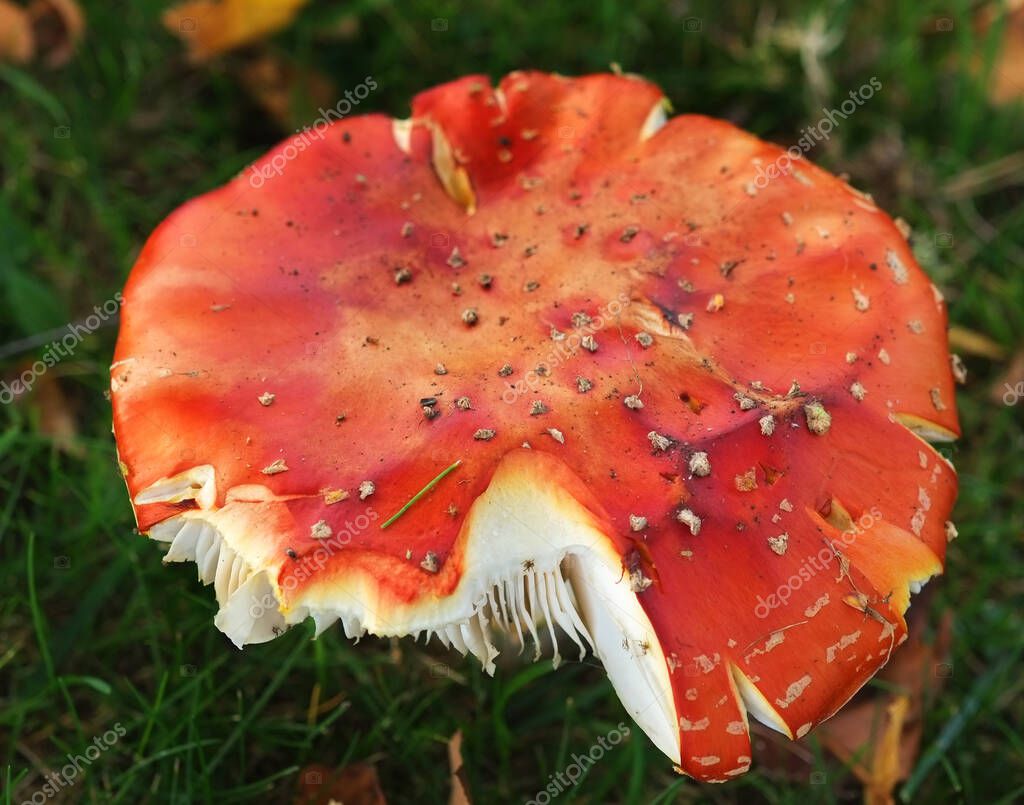 Amanita muscaria, comúnmente conocida como la fly agaric o fly amanita ...