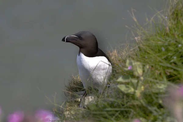 Razorbill Stock Photos, Royalty Free Razorbill Images | Depositphotos