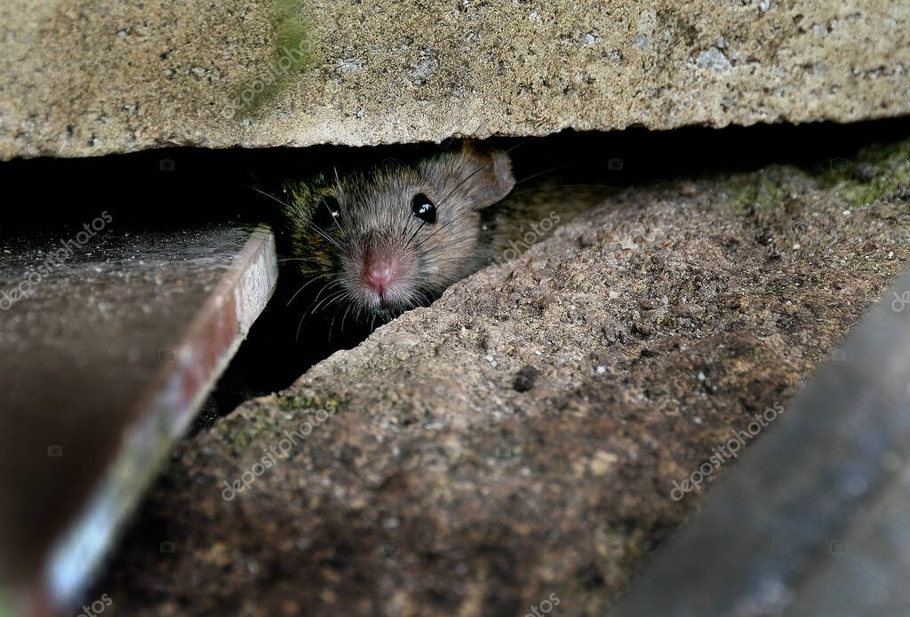 El ratón de casa es un pequeño mamífero del orden Rodentia ...