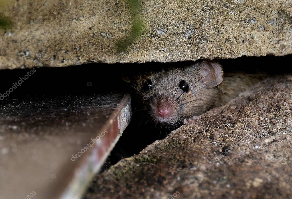 El ratón de casa es un pequeño mamífero del orden Rodentia ...