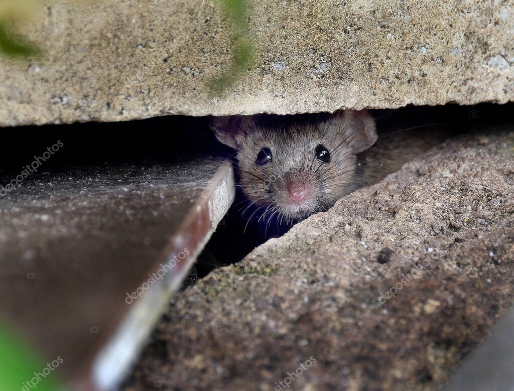 El ratón de casa es un pequeño mamífero del orden Rodentia ...