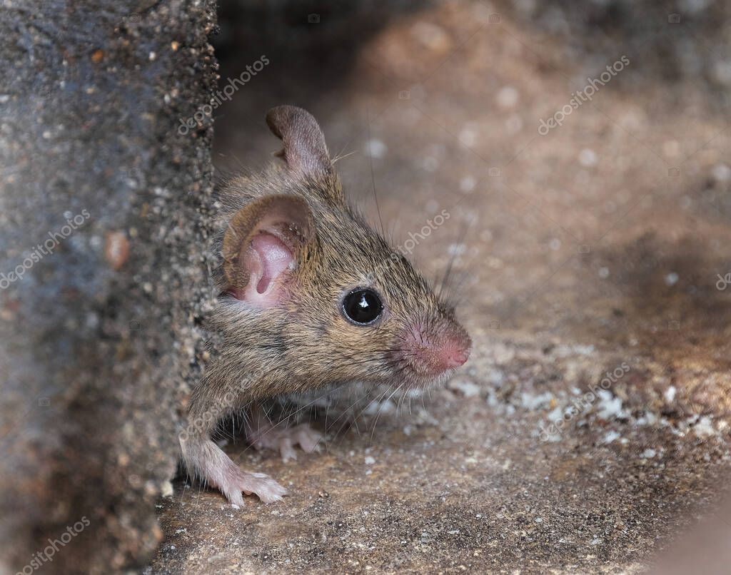 El ratón de casa es un pequeño mamífero del orden Rodentia ...