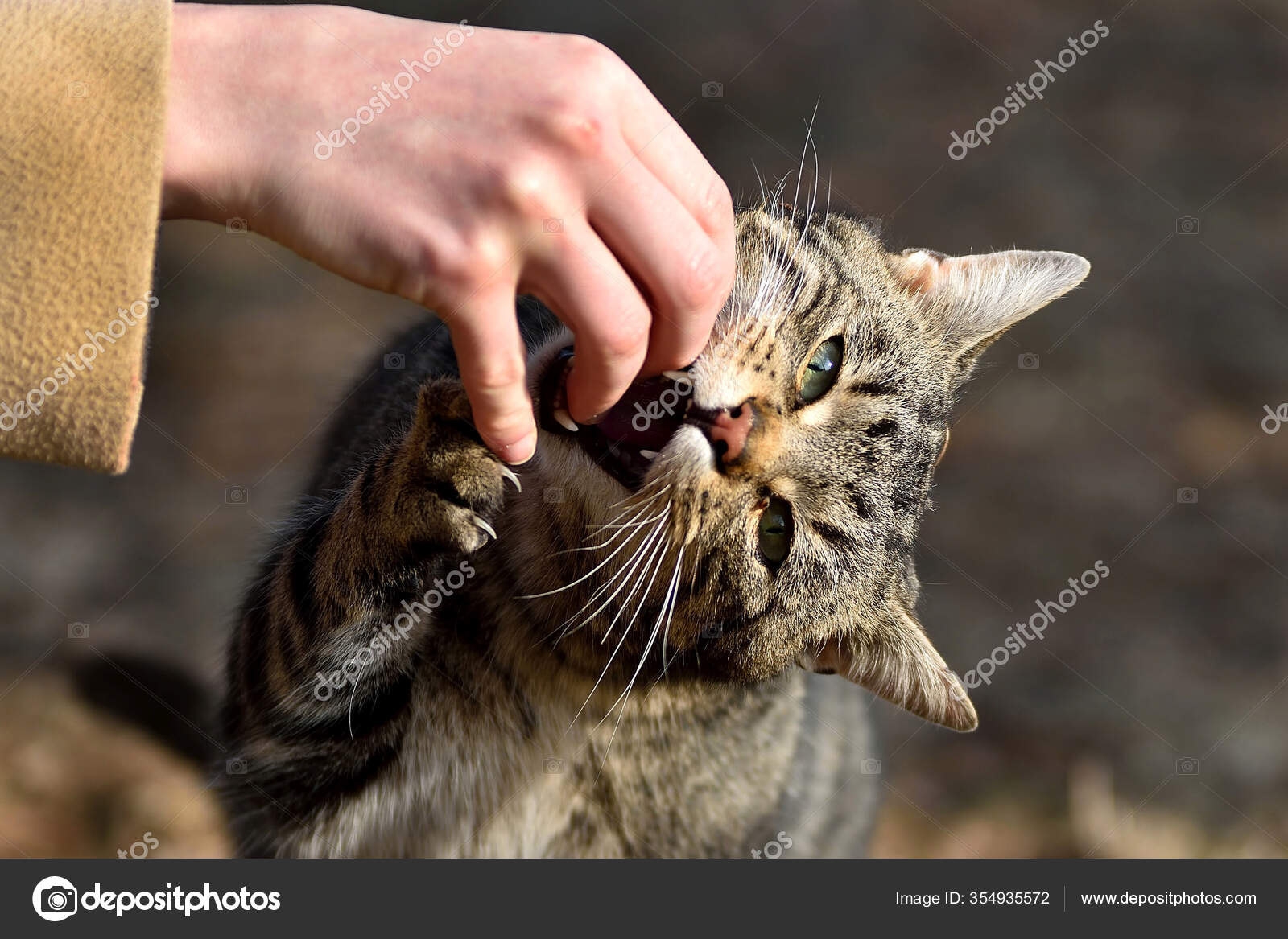 Cat Bites Human Hand Big Teeth Holding His Hand His — Stock Photo ...