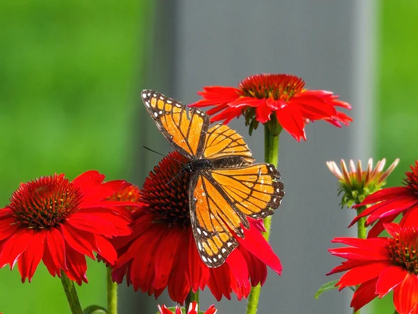 Viceroy butterfly Stock Photos, Royalty Free Viceroy butterfly Images ...