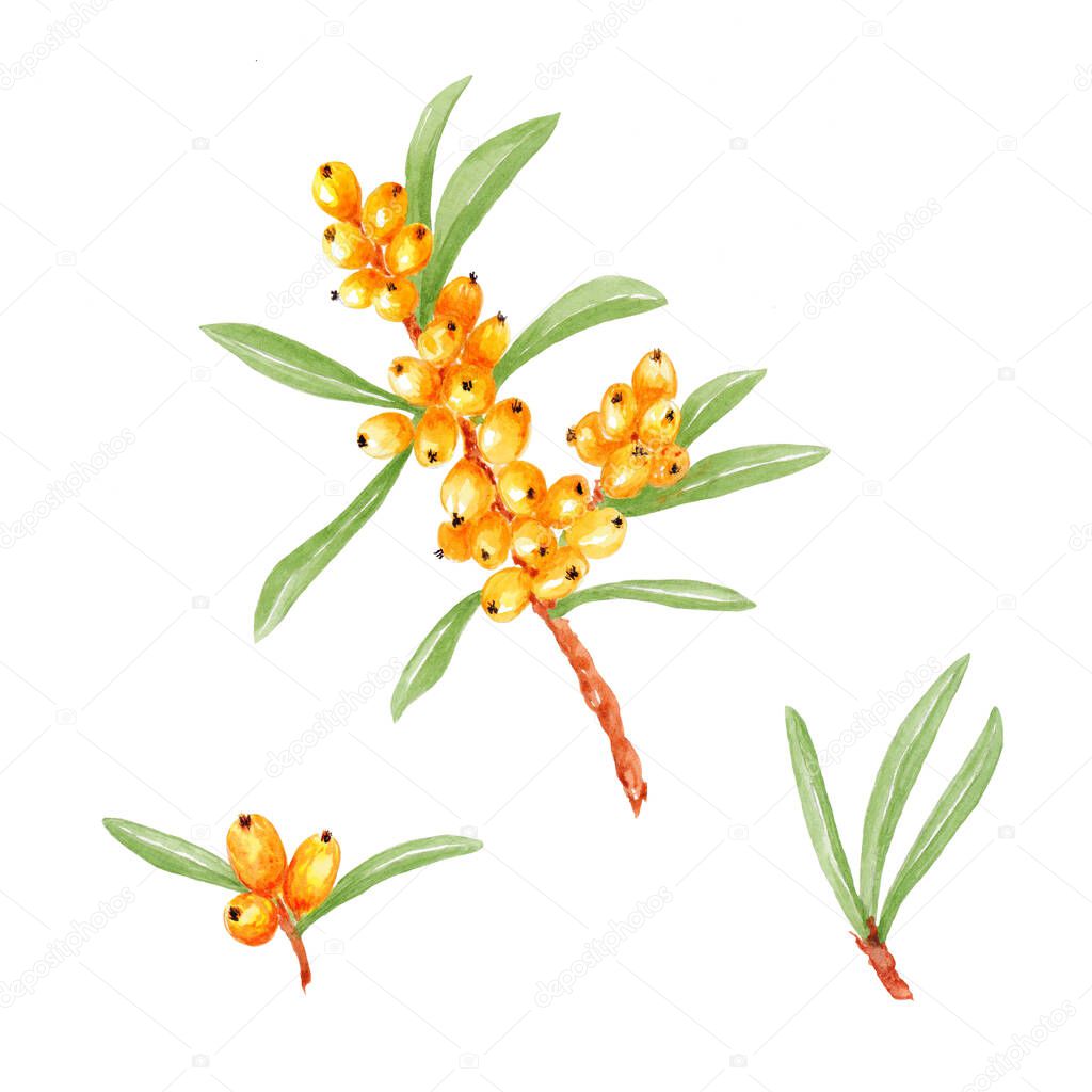 Conjunto acuarela de ilustraciones de bayas y hojas de espino cerval de mar. Dibujo manual ...