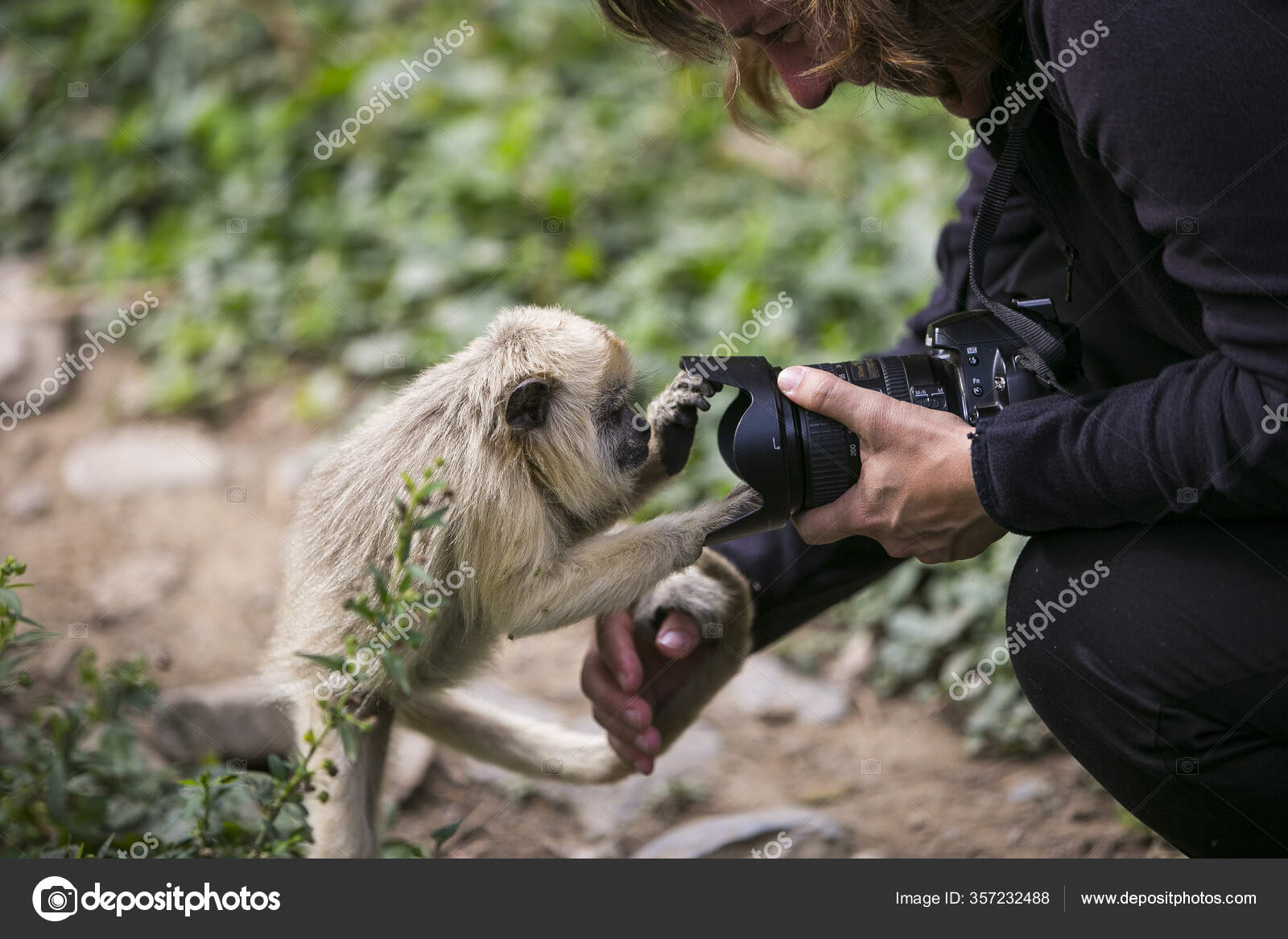 Capuchino Copetudo S126: Mono Capuchino Etsy México