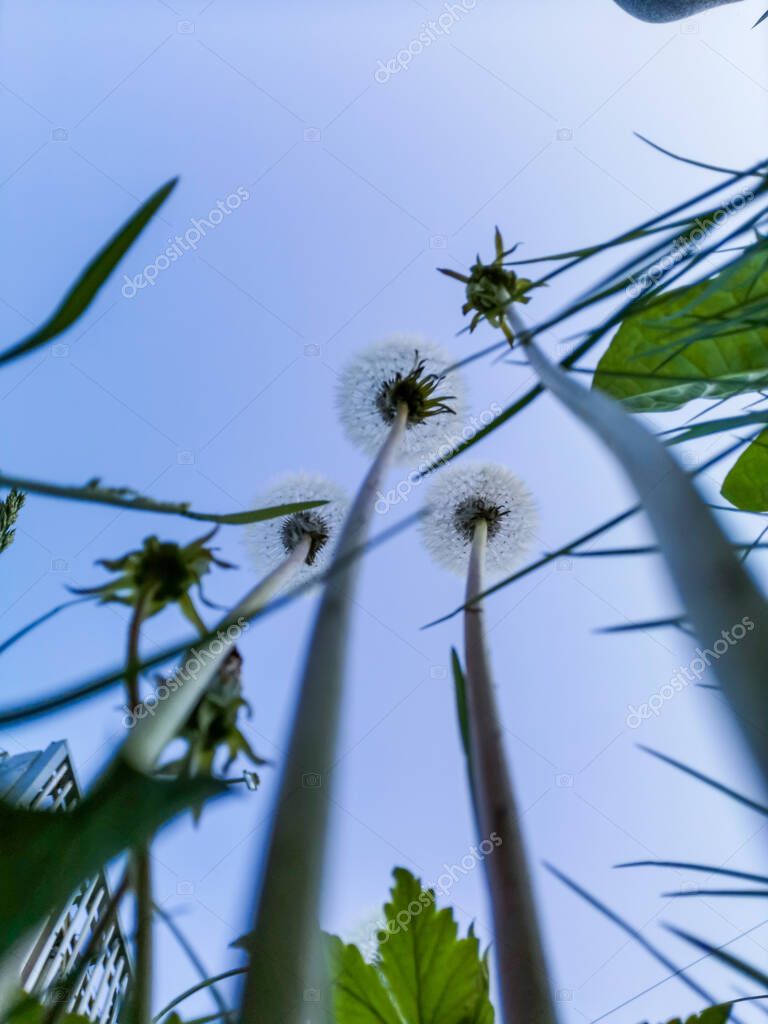 Bolas de soplo con todas las semillas en una hierba verde 2022