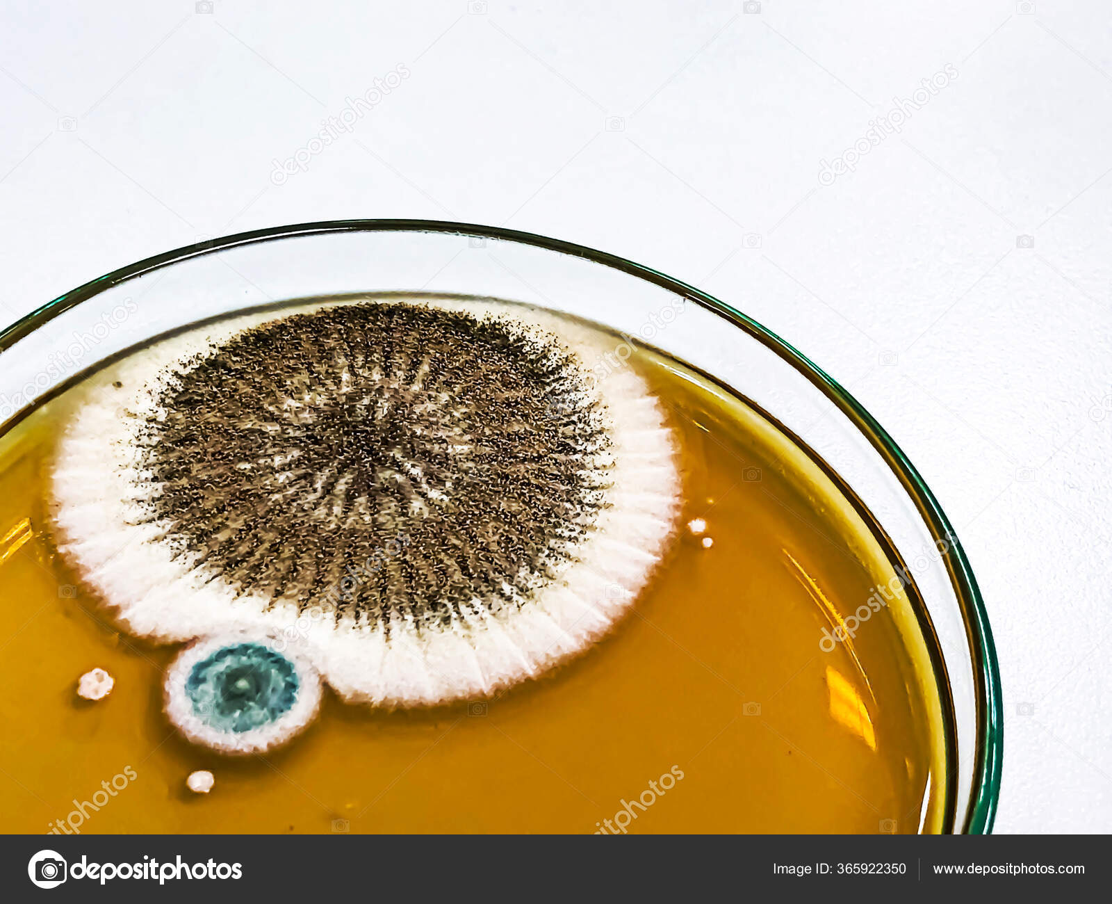 Malt Extract Agar Petri Dish Using Growth Media Isolate Cultivate Stock ...