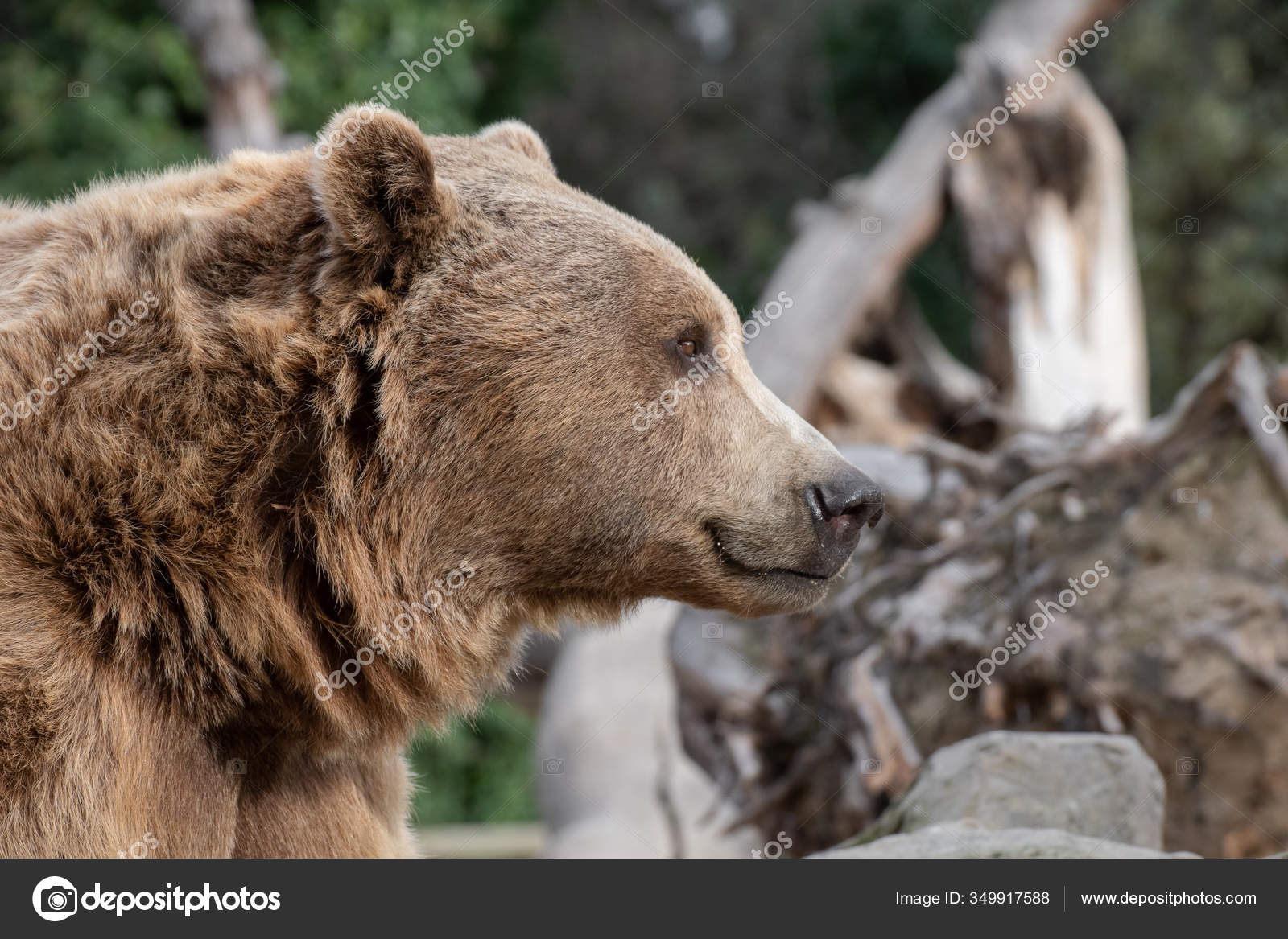 Perfil De Rosto De Urso Pardo