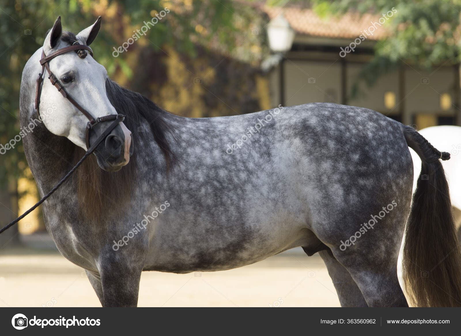 Dapple Grey Thoroughbred Stallion