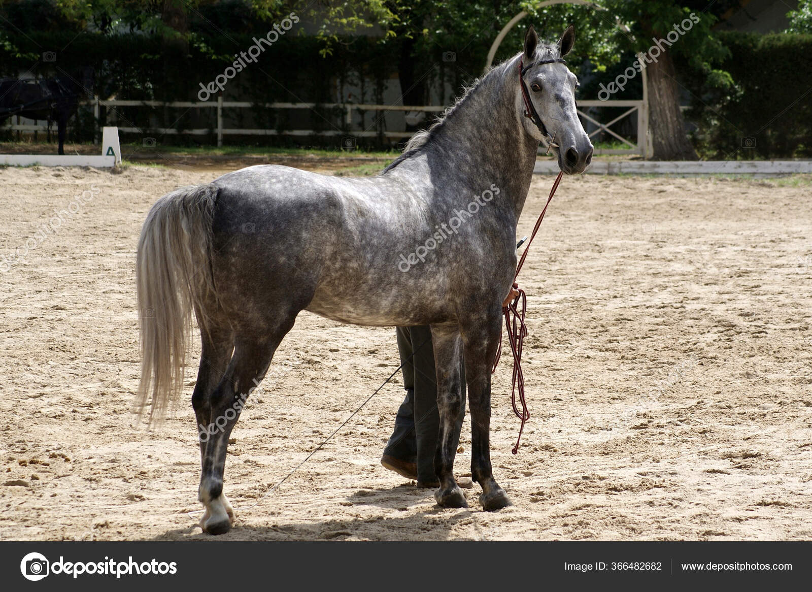 Dark Grey Thoroughbred