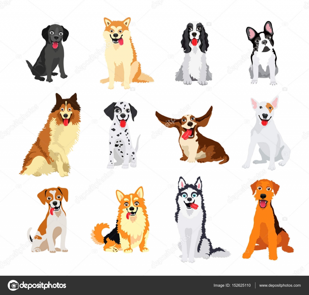 Diferentes tipos de diversas razas de perros, dos caras, aisladas en ...