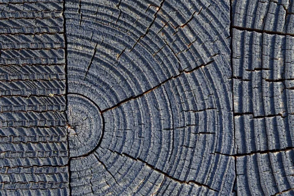 Wood under microscope Stock Photos, Royalty Free Wood under microscope ...