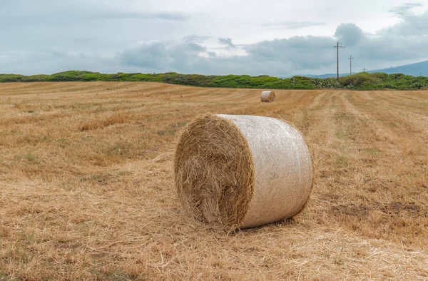 Este feno permanente Stock Photos, Royalty Free Este feno permanente ...