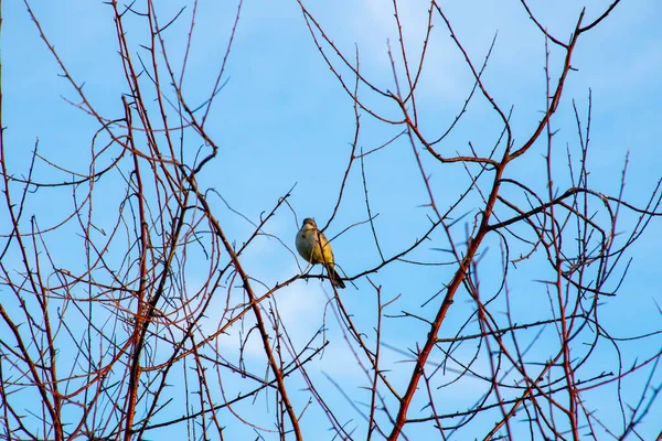 Canary in tree Stock Photos, Royalty Free Canary in tree Images ...