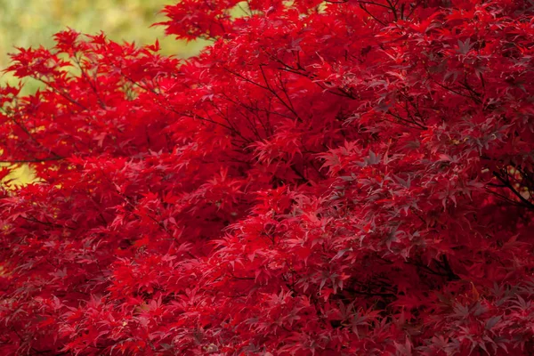 Red shrubs Stock Photos, Royalty Free Red shrubs Images | Depositphotos