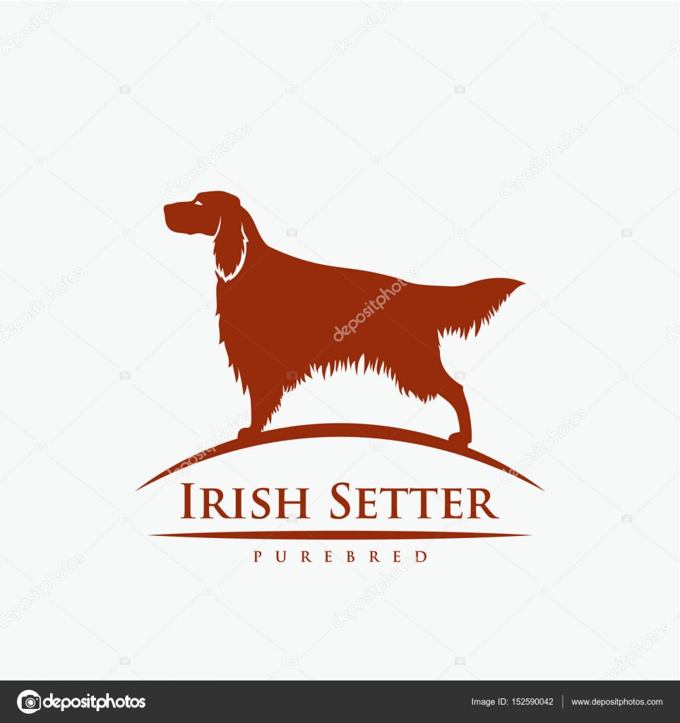 Irish setter dog Stock Vector Image by ©I.Petrovic #152590042
