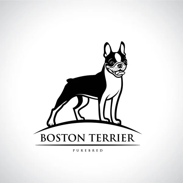 Boston terrier puppy Vector Art Stock Images | Depositphotos