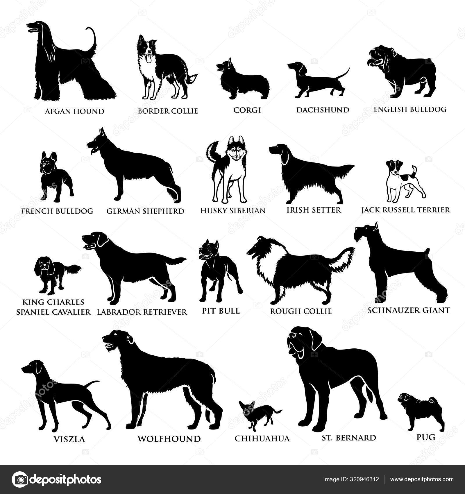 Set Various Purebred Dogs Icons Lettering Isolated White Background ...