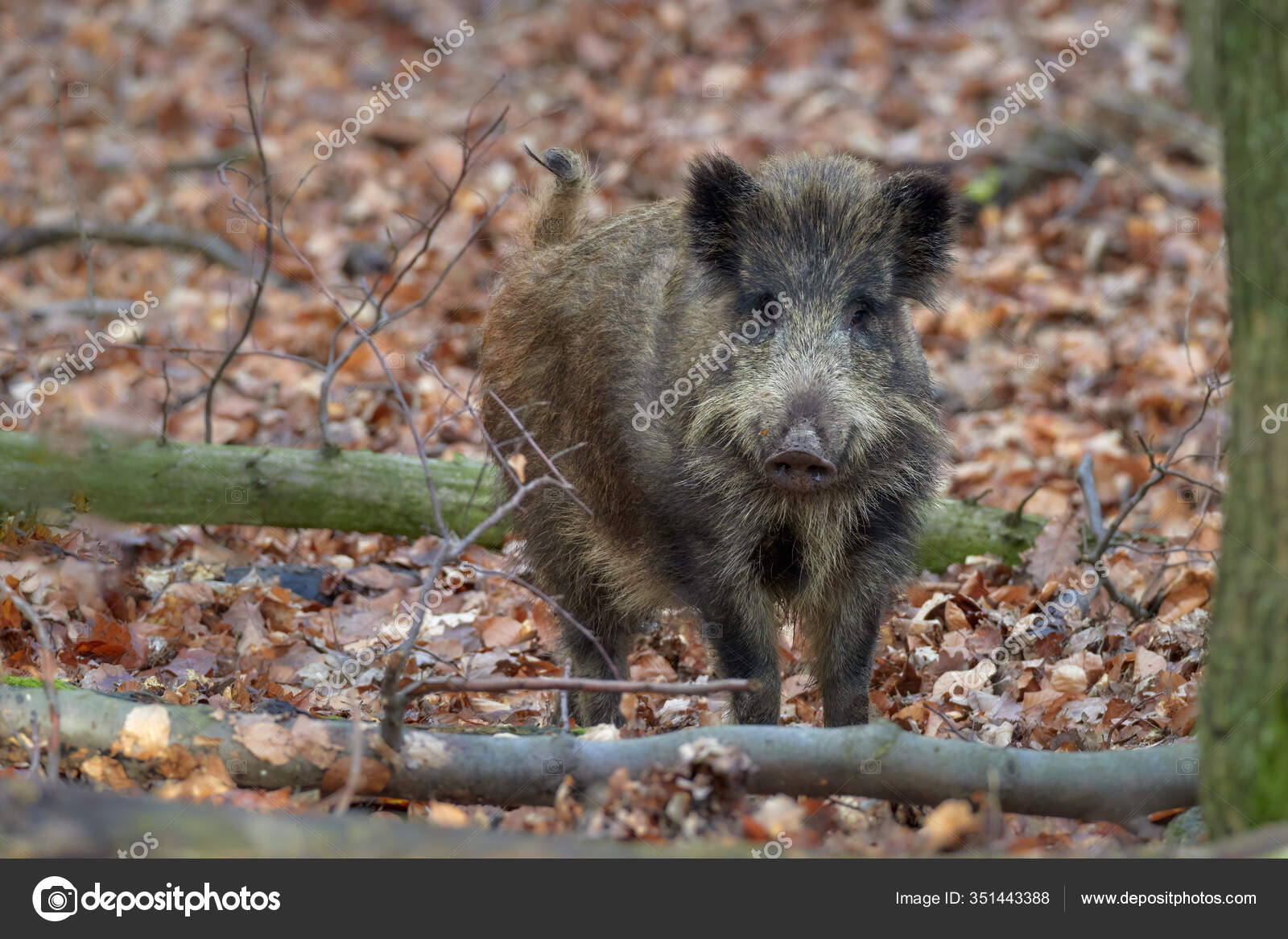 Wild Boar Sus Scrofa Walking Forest Morning Looking Camera Wildlife ...
