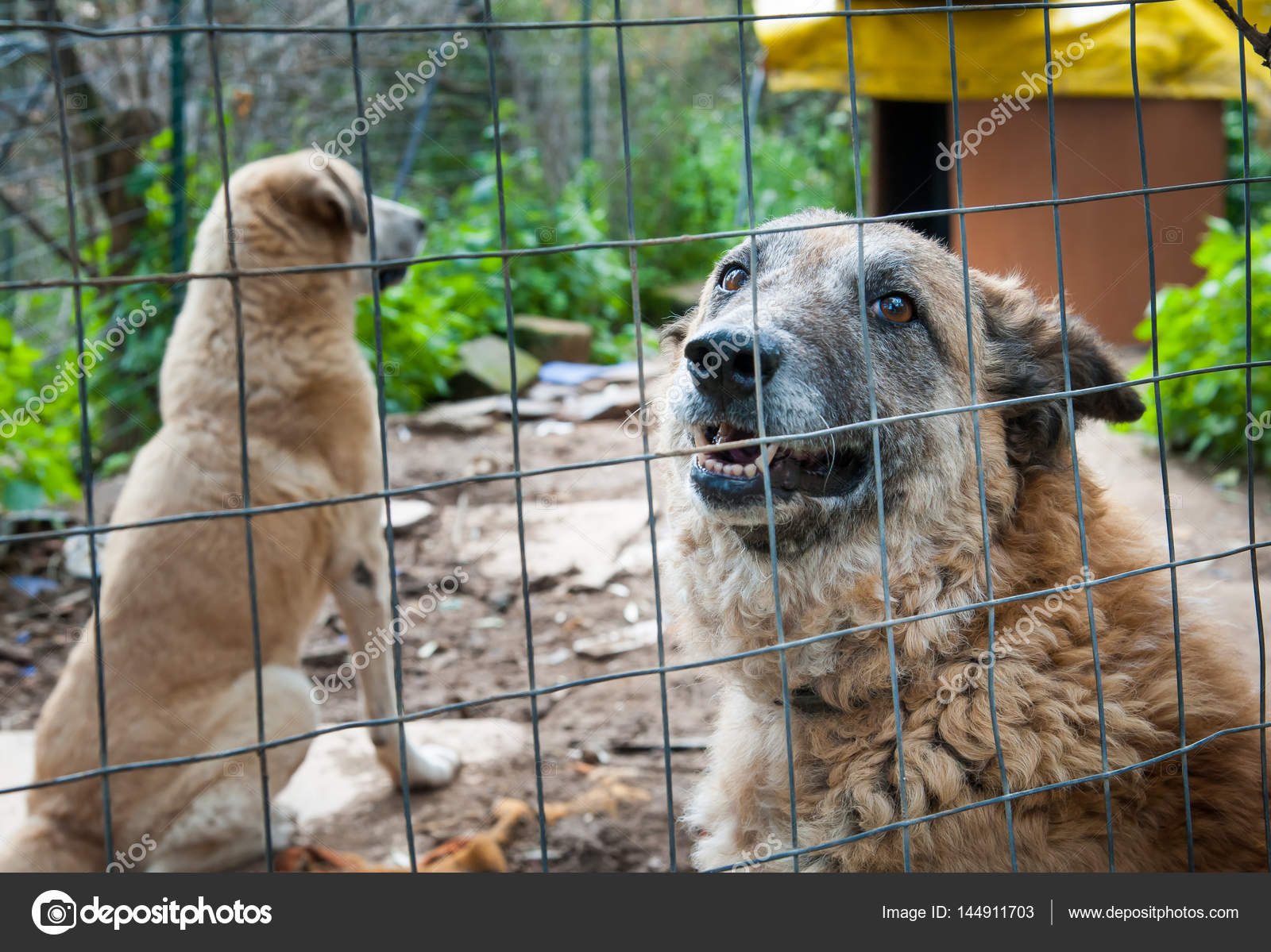 Dentro de un refugio para perros: fotografía de stock © siculodoc ...