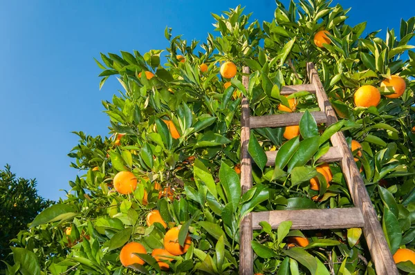 Wooden ladder leaned on an orange tree during harvest time - Stock ...