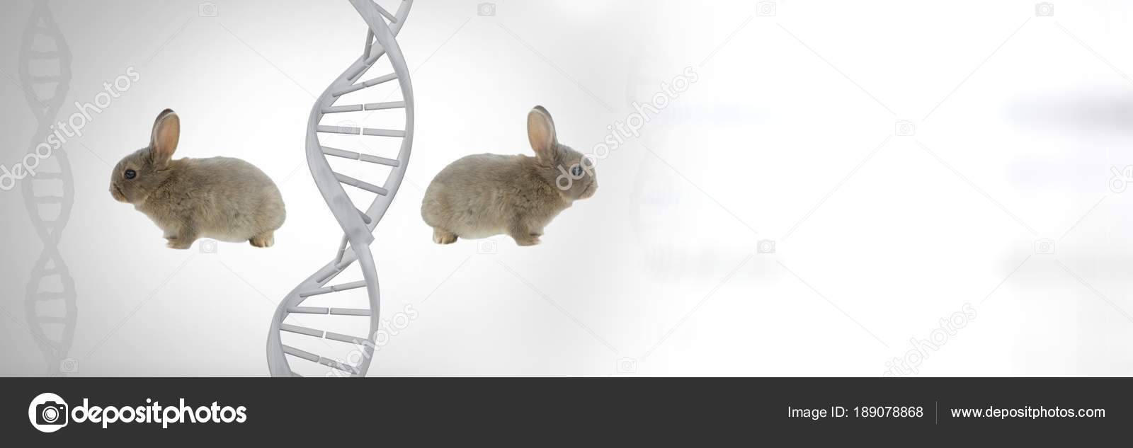 Digital Composite Clone Twin Rabbits Genetic Dna — Stock Photo ...
