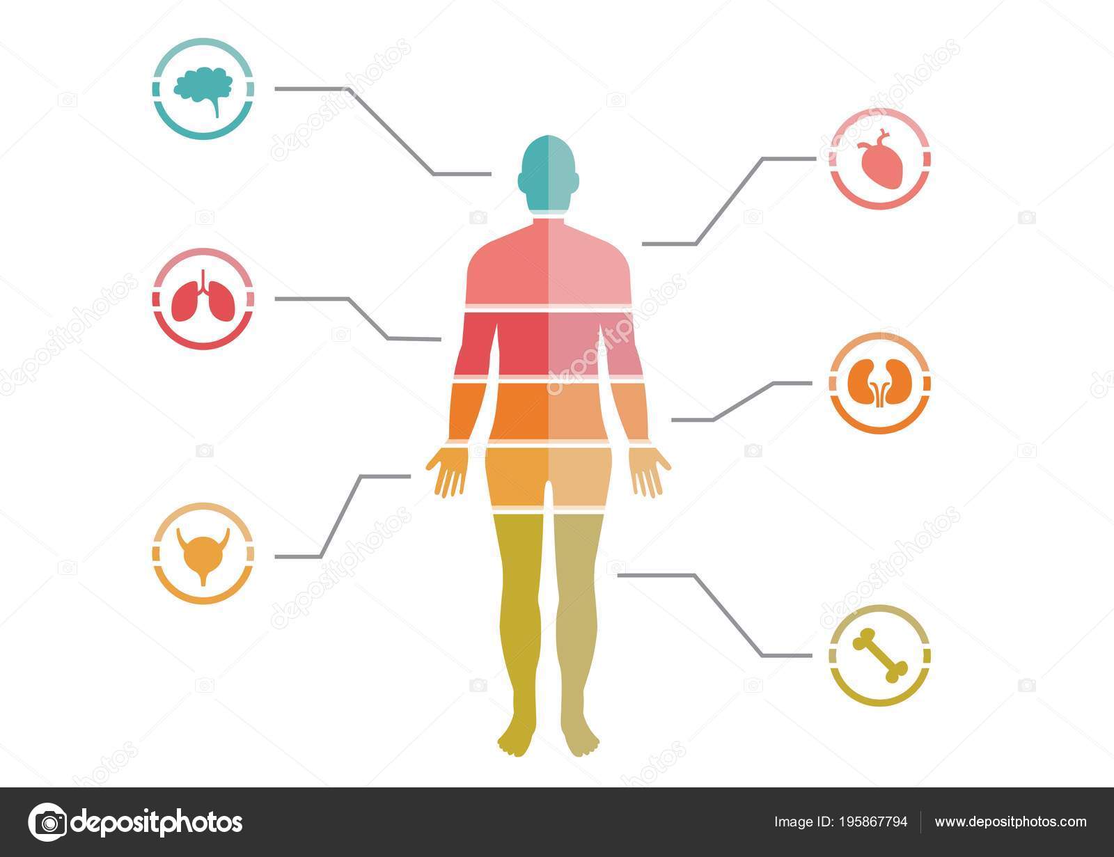 Digital Composite Colorful Human Body Chart — Stock Photo ...