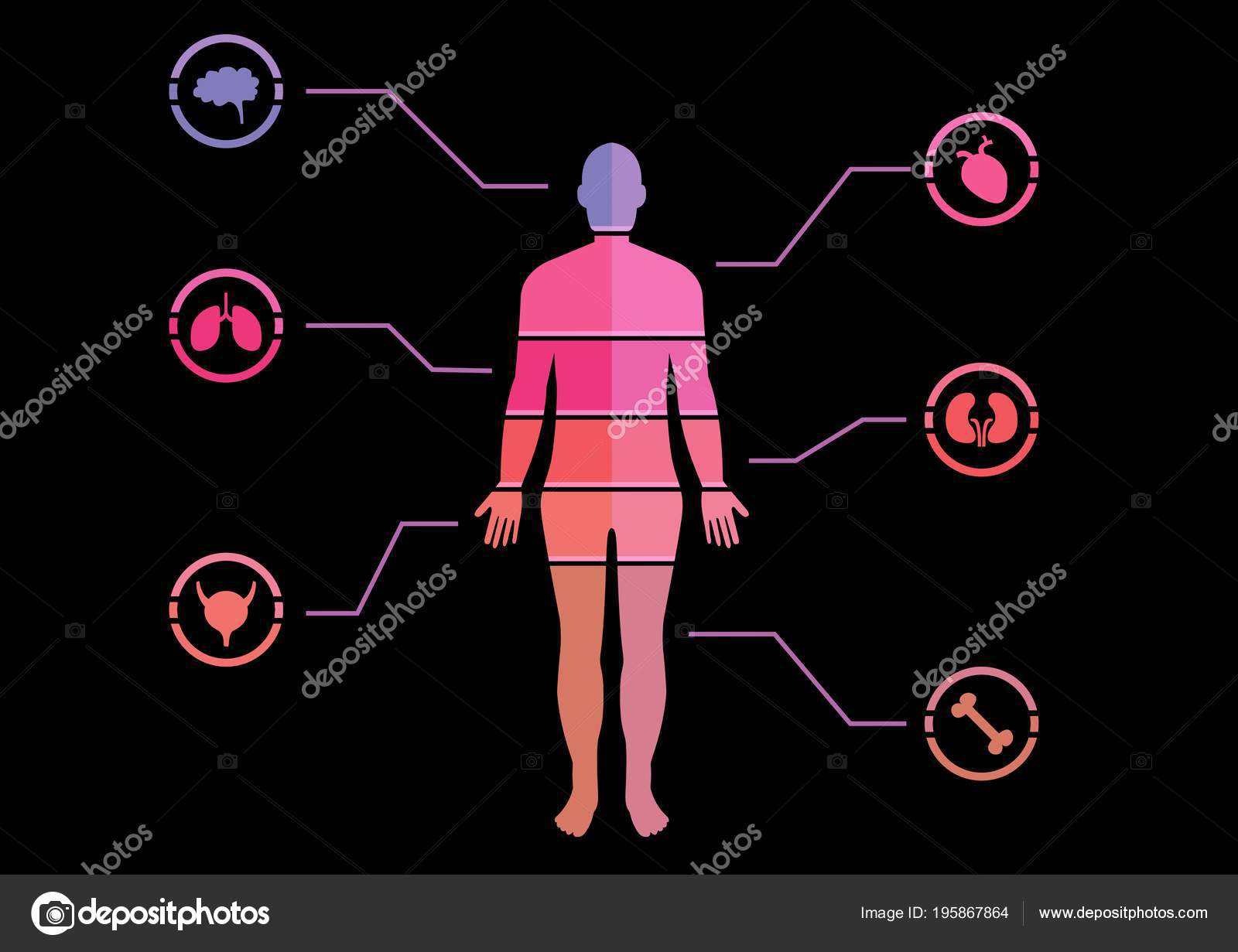 Digital Composite Human Body Chart — Stock Photo © vectorfusionart ...