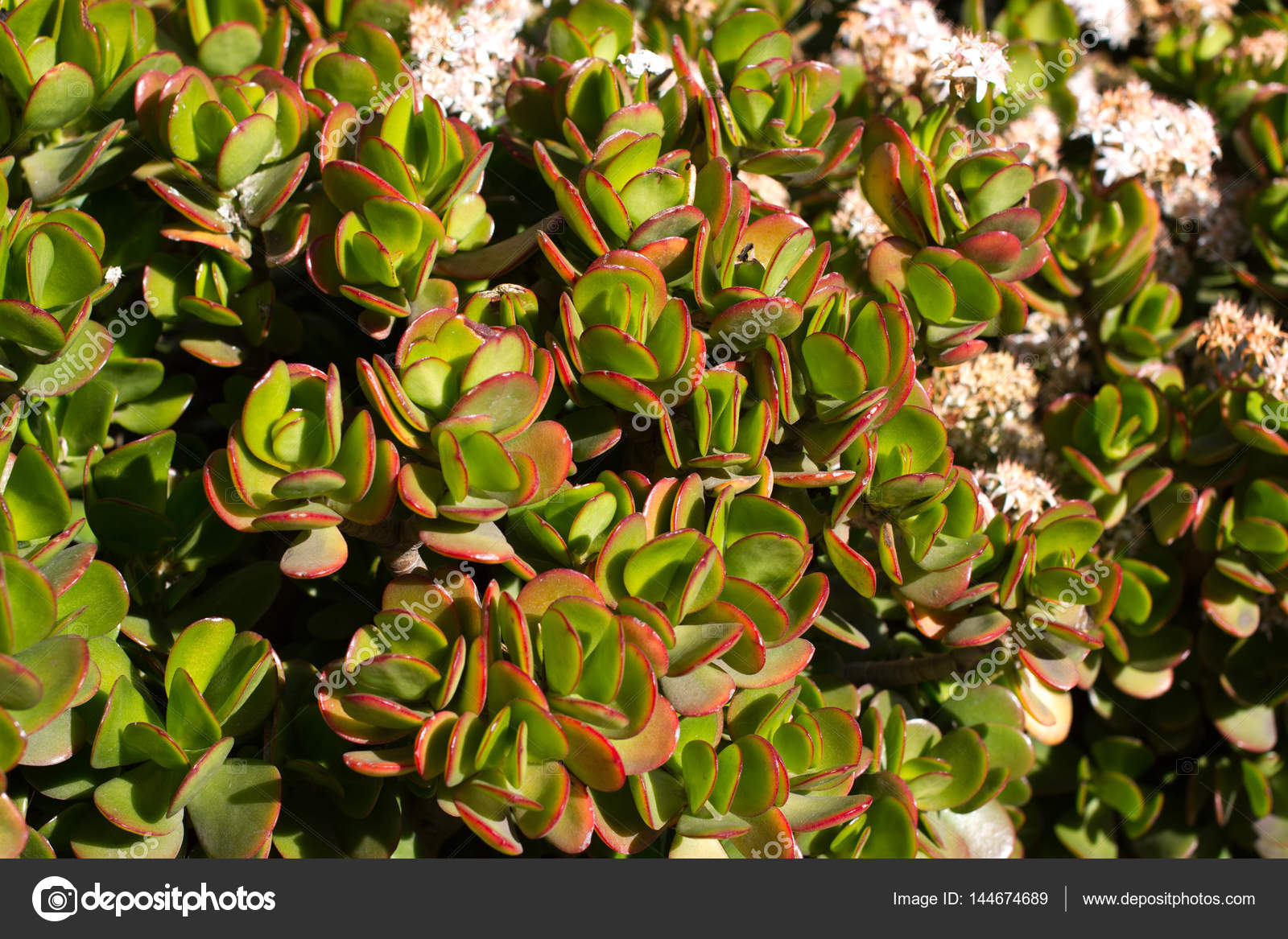Money Tree Plant Flower