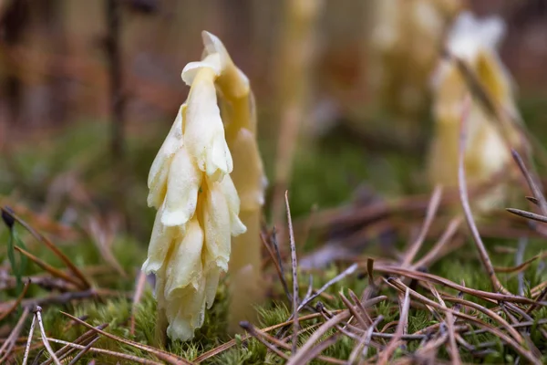 31 Monotropa uniflora Stock Photos, Monotropa uniflora Images ...