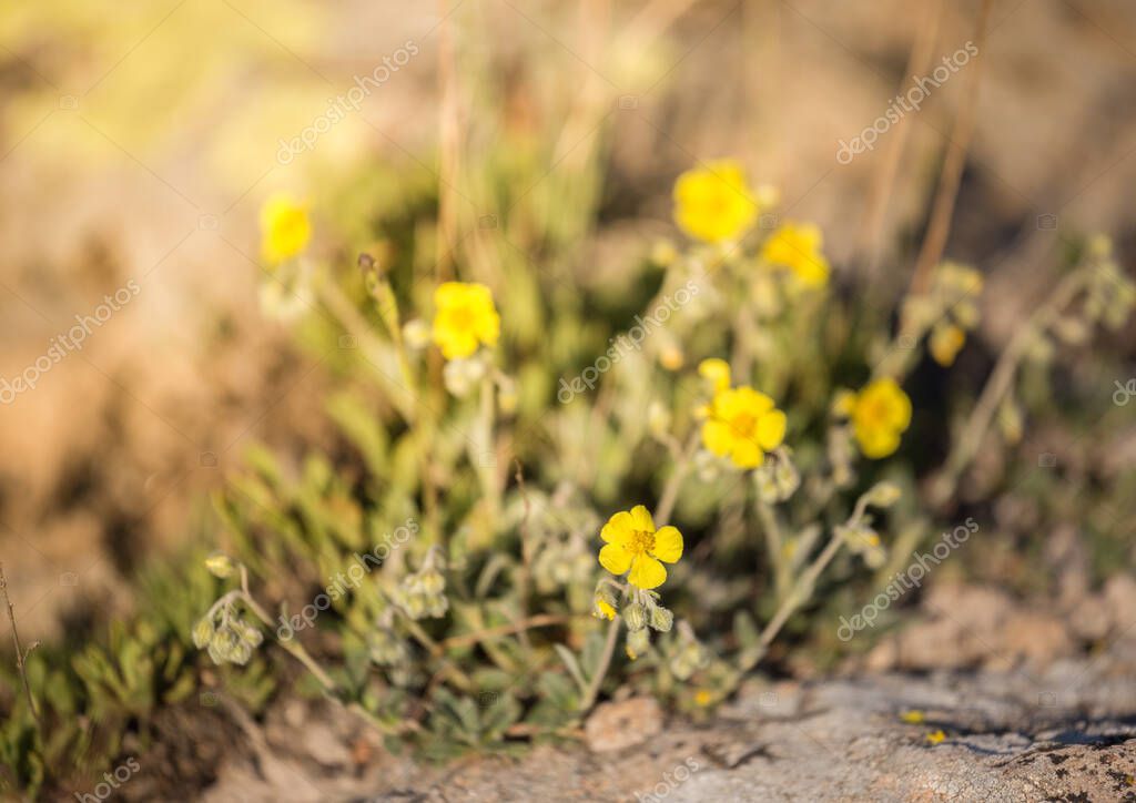 Helianthemum numullarium, también conocido como rosa de roca, rosa del ...