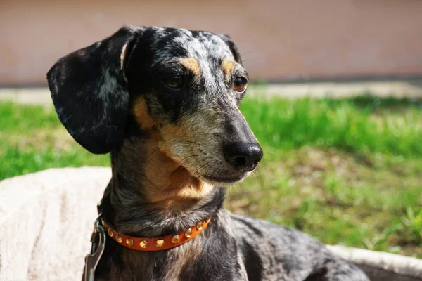 Marble dachshund Stock Photos, Royalty Free Marble dachshund Images ...