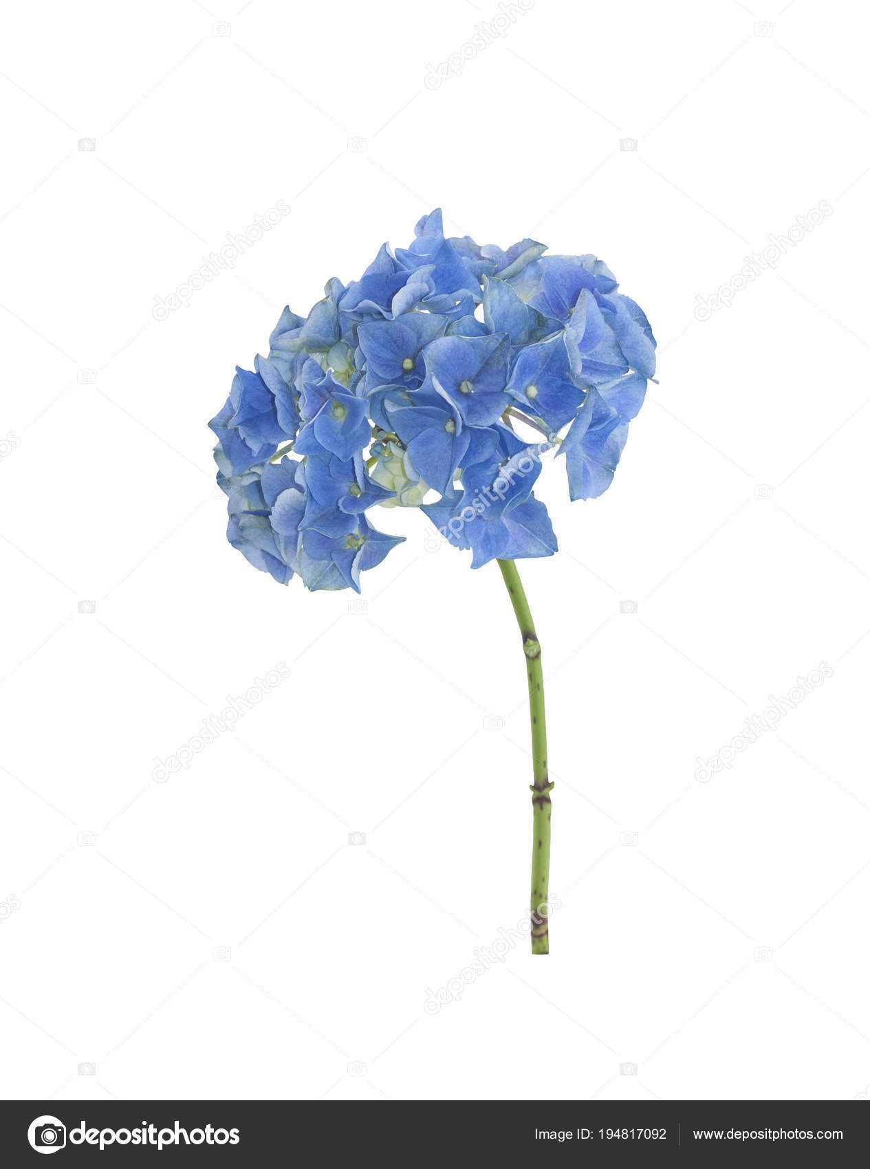 Single Blue Flower White Background | Best Flower Site