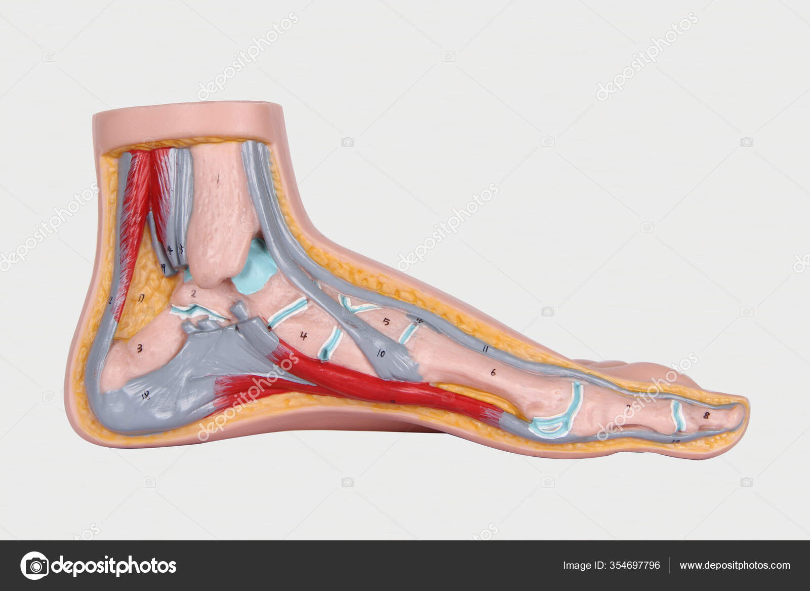 Arterial System Blood Circulation Lower Extremities Foot Structure ...