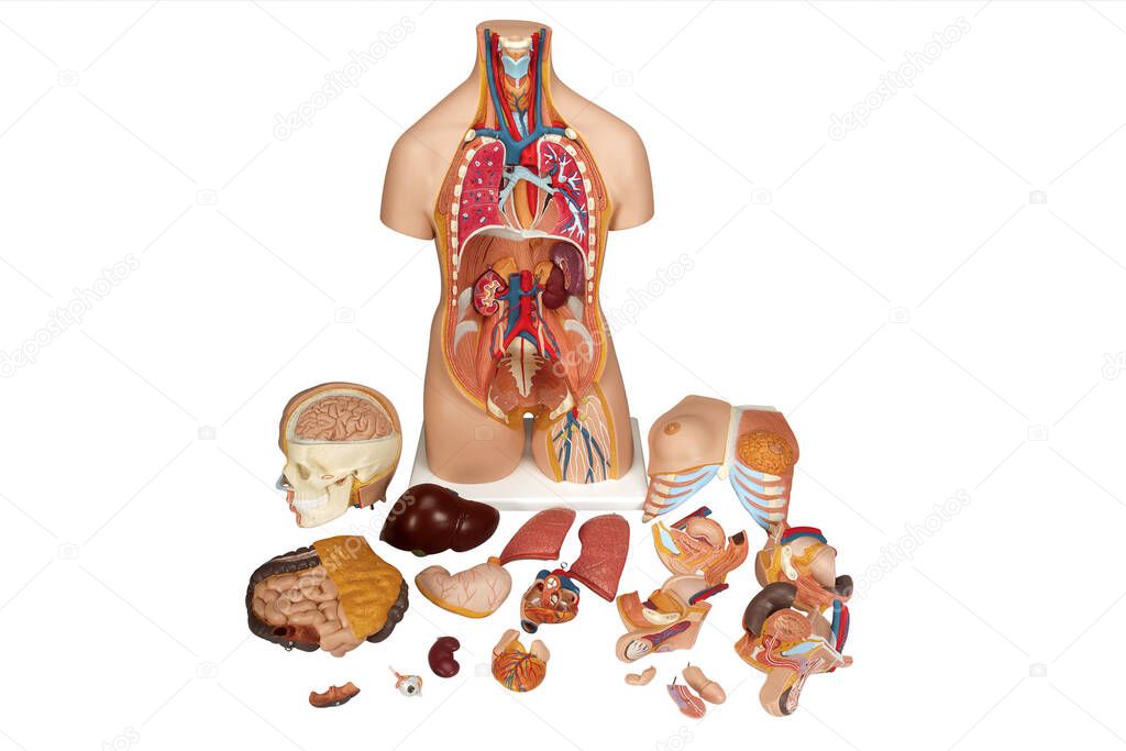 Modelo de torso con estructura interna de órganos masculinos o ...