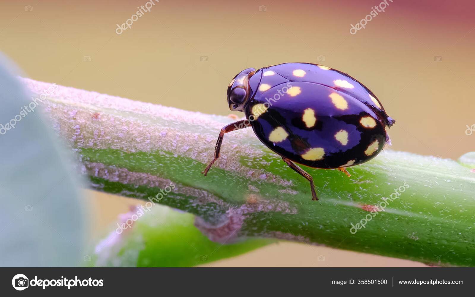 Insect Macro Photography Micro Insect — Stock Photo © OrigamiTutorial ...