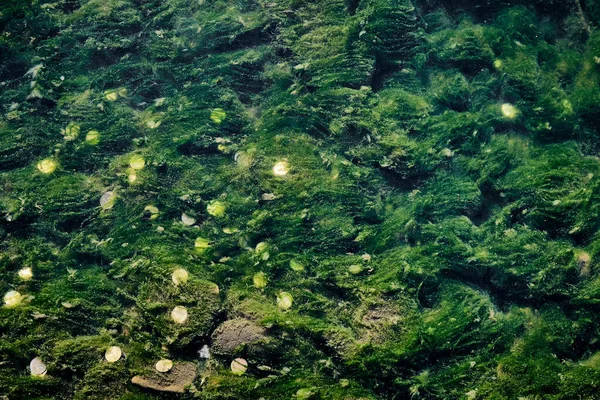 Underwater algae Stock Photos, Royalty Free Underwater algae Images ...