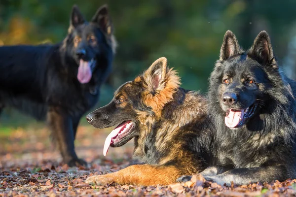 Four dogs — Stock Photo © gsdonlin #1607113