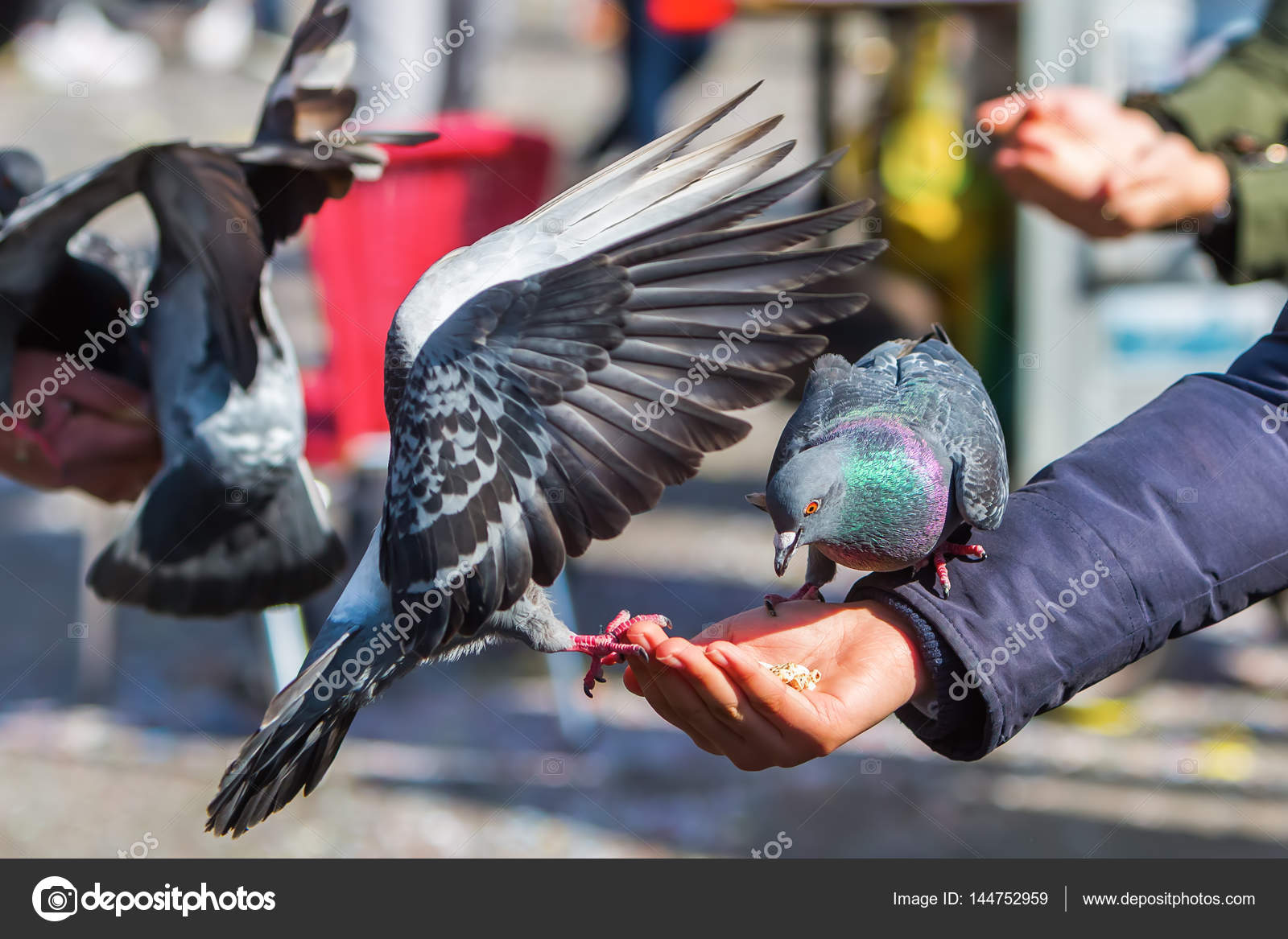 Hand Raising Doves