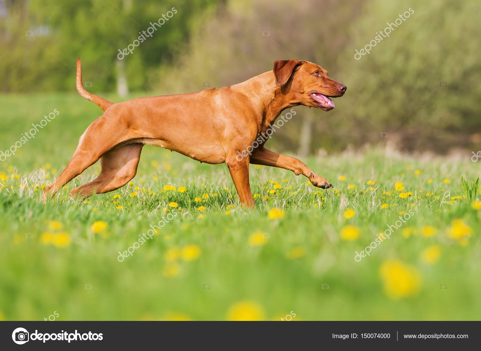 Rodesia ridgeback corriendo en el prado — Foto de stock #150074000 ...