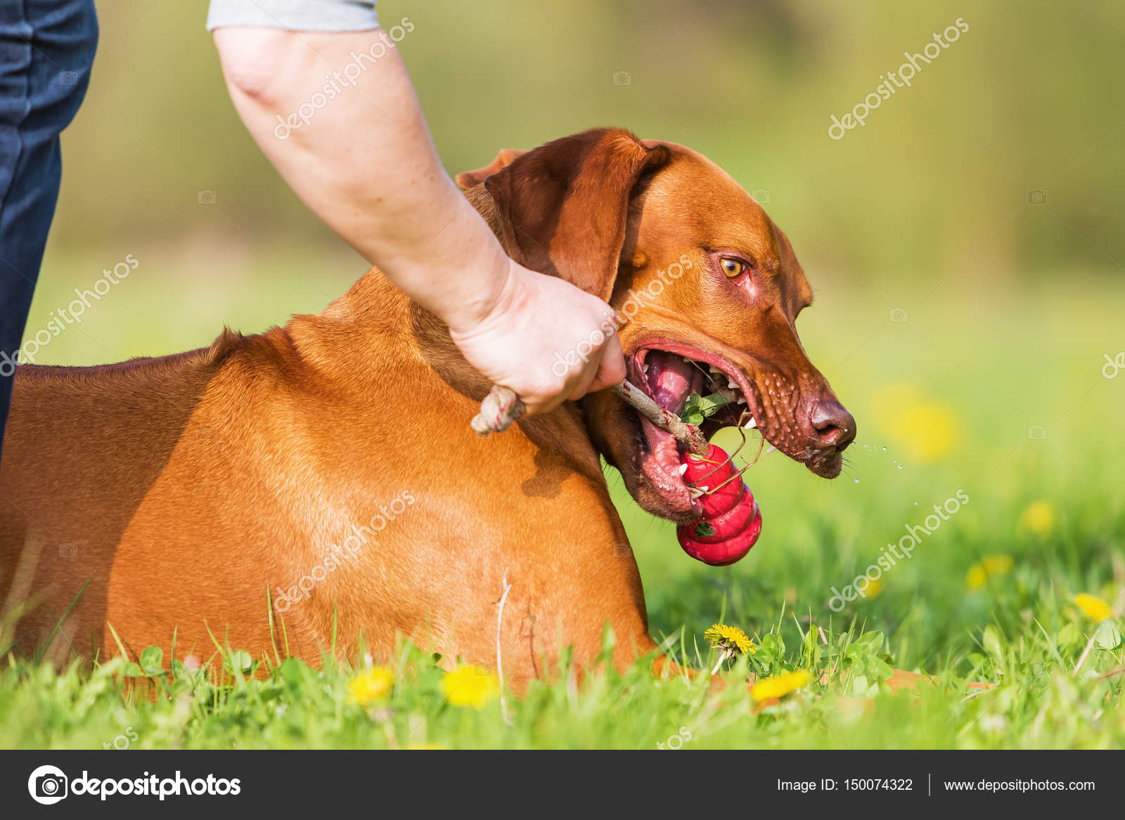 Woman plays with a Rhodesian ridgeback outdoors — Stock Photo ...